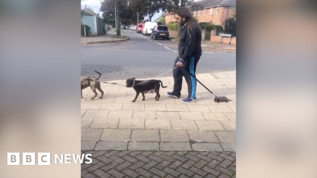 Gorleston man filmed dragging puppy along pavement