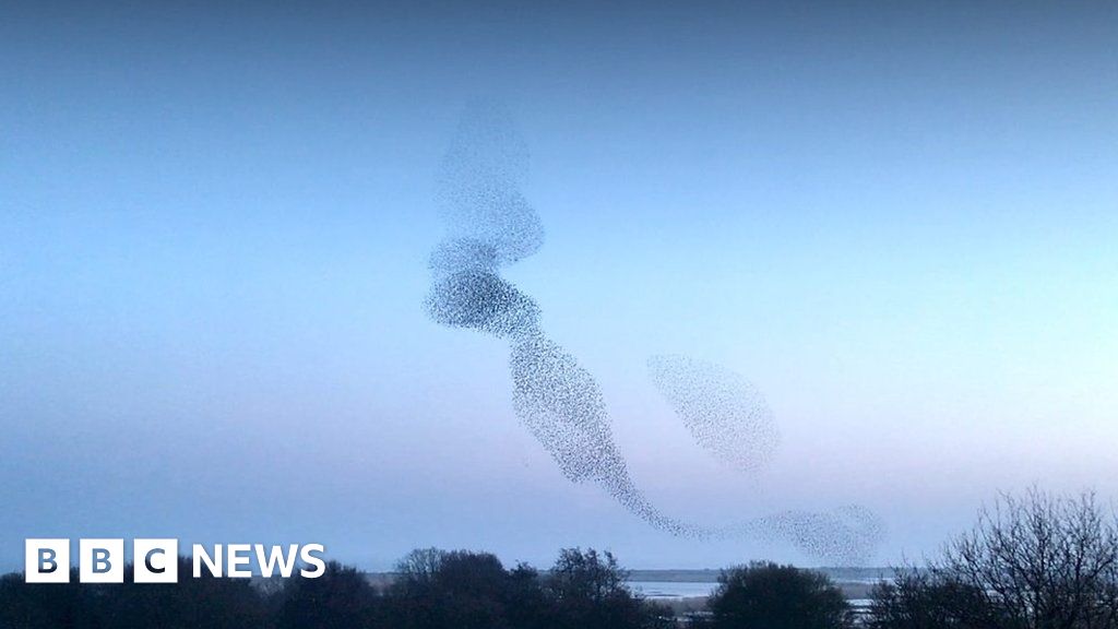 RSPB Minsmere winter starling murmuration
