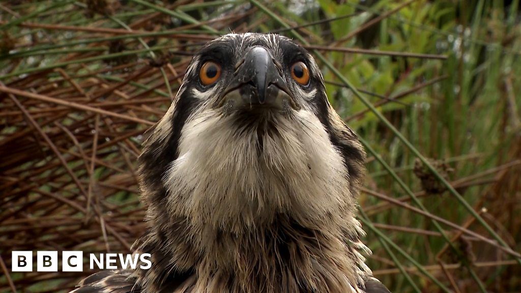 Are our outdoor activities affecting wildlife? - BBC News