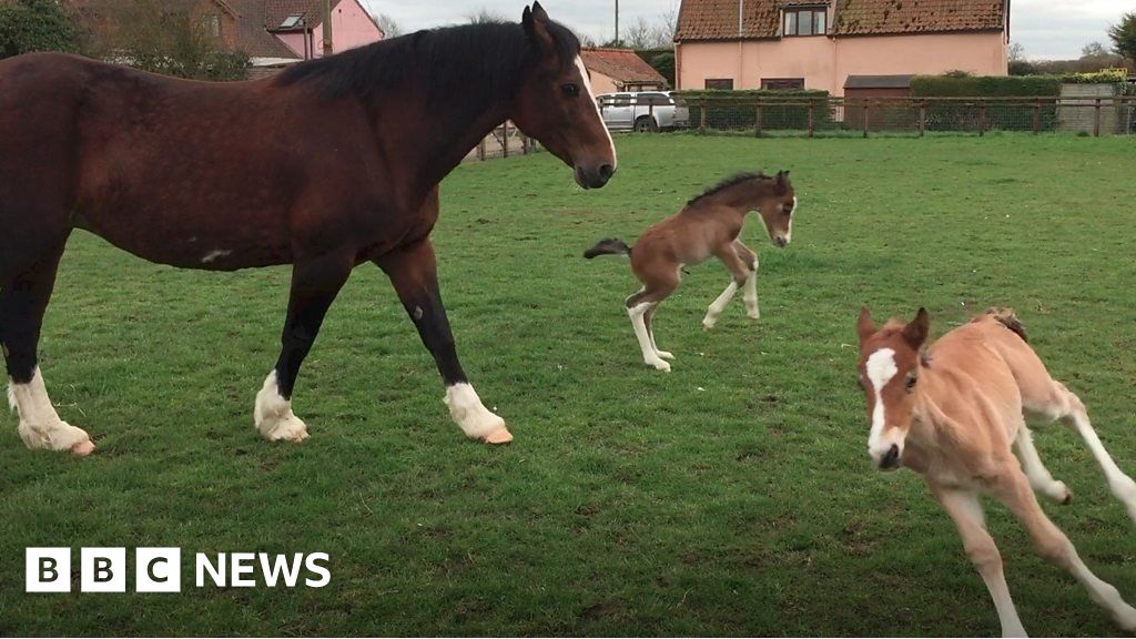 'Rare' twin foals born on Suffolk farm - BBC News