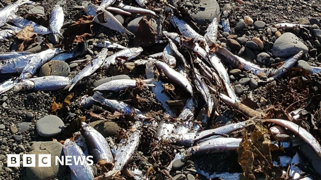 Thousands of dead fish are just 'nature at work' - BBC News