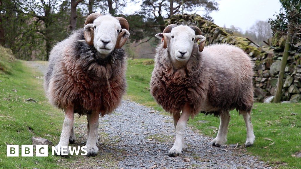 Herdwicks: What's so special about the Lake District's sheep? - BBC News