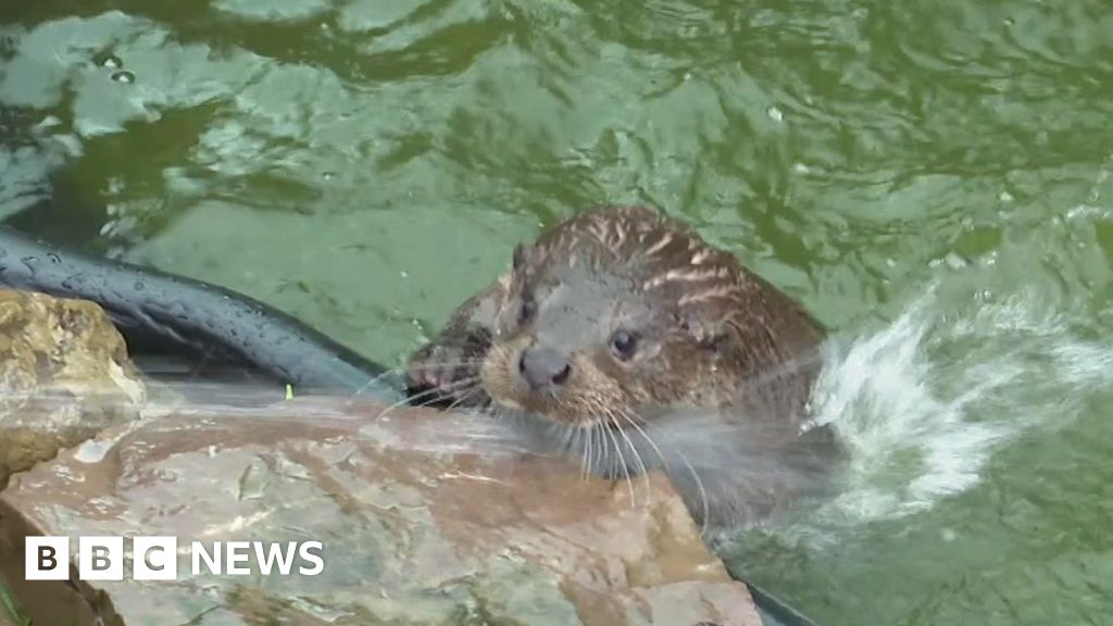 The rehabilitation centre in North Devon helps orphaned otters - BBC News