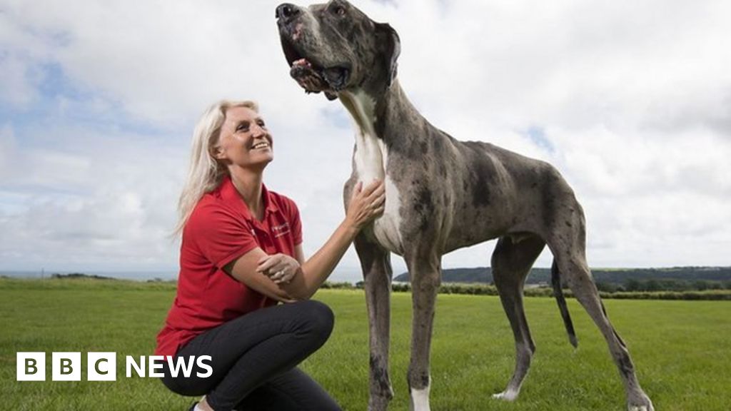 Four foot pooch aims to become world’s tallest dog. - BBC News