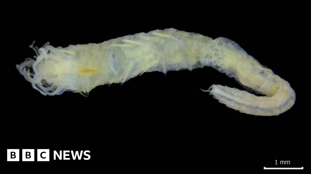 Worm with eyes in head and bottom found off Shetland - BBC News