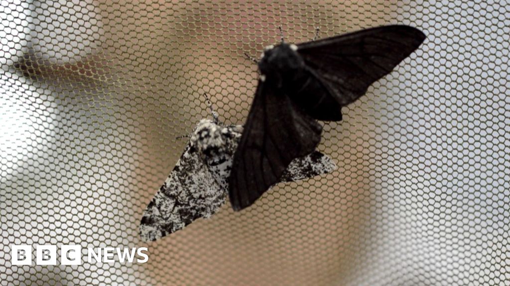Insect icon: Peppered moth mystery solved - BBC News