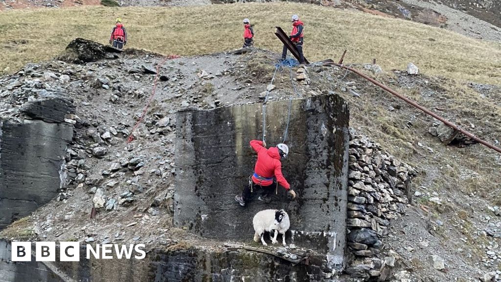Patterdale rescue volunteers help sheep stuck on ledge