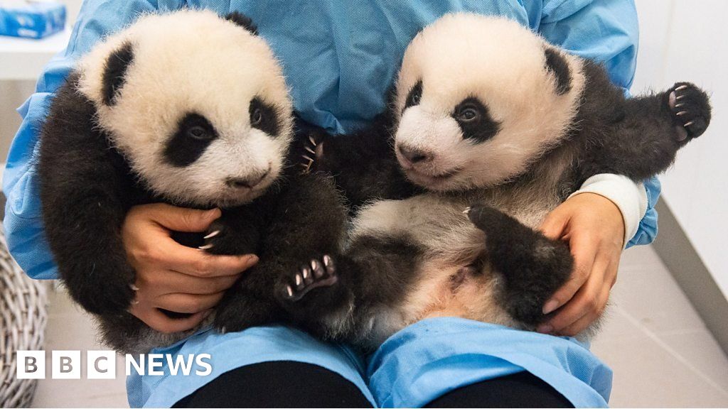ICYMI: A drag race and two nameless pandas - BBC News
