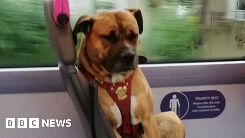 Bradford bus dog set for new home after viral photo - BBC News