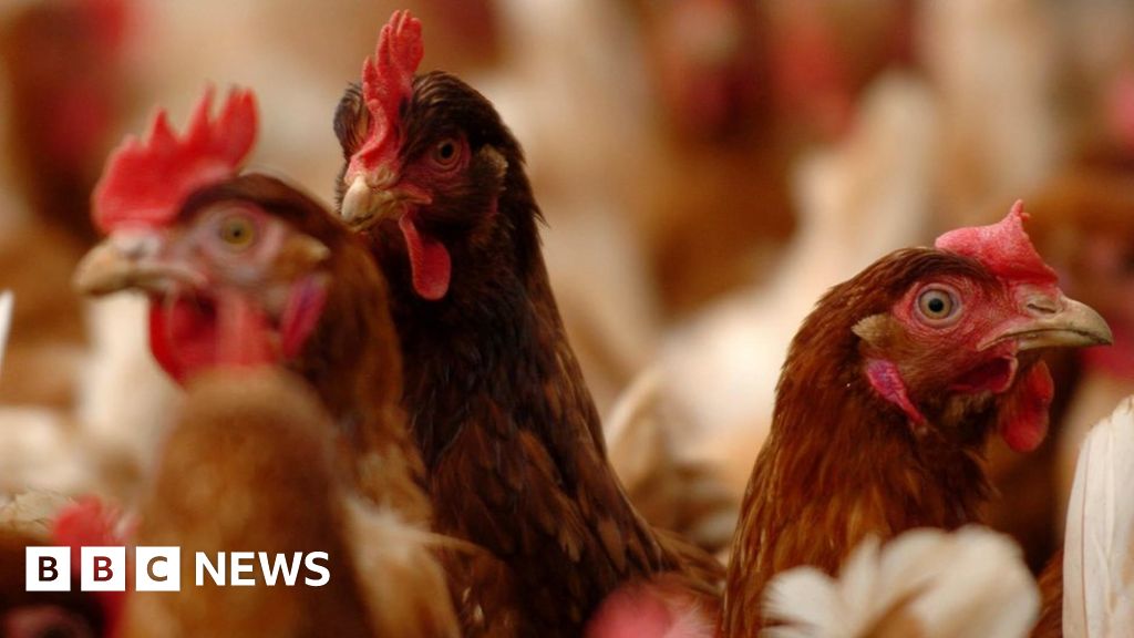 Avian flu: Second case confirmed in the north of the Isle of Man - BBC News