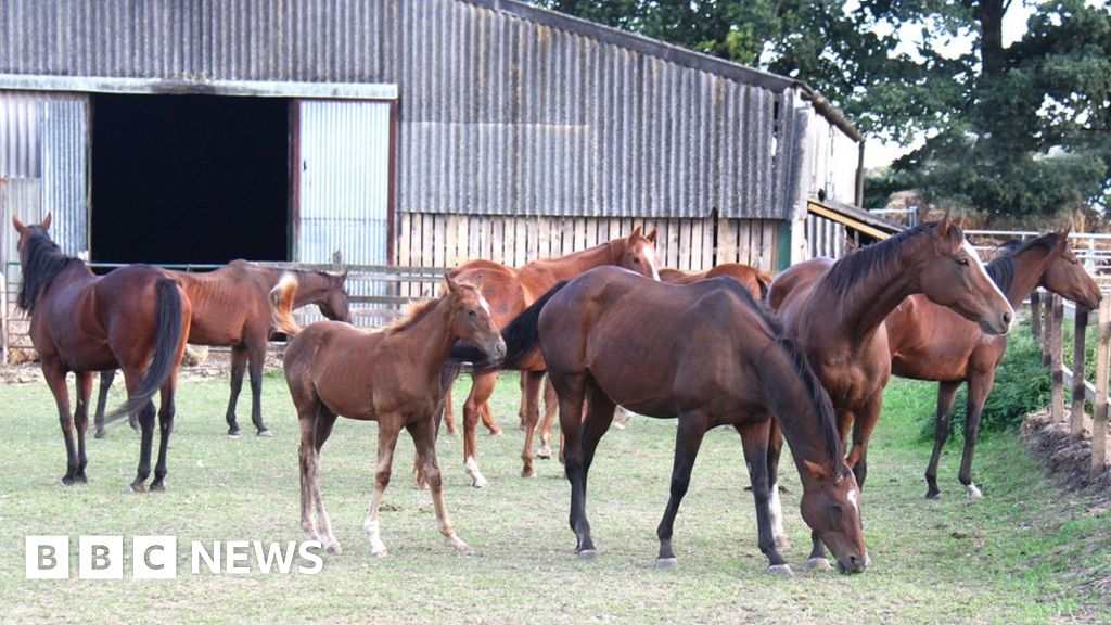Pregnant horses and foal rescued from slaughter in Norfolk - BBC News