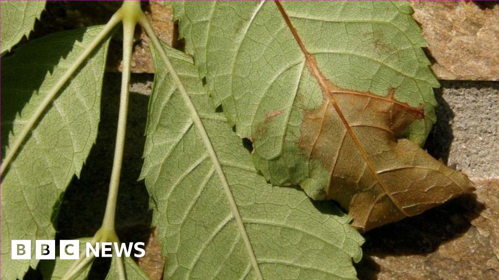 Northumberland ash dieback risks trees falling on roads and cables