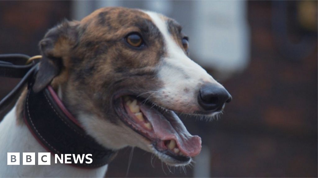 BBC Young Reporter on the greyhound racing community - BBC News