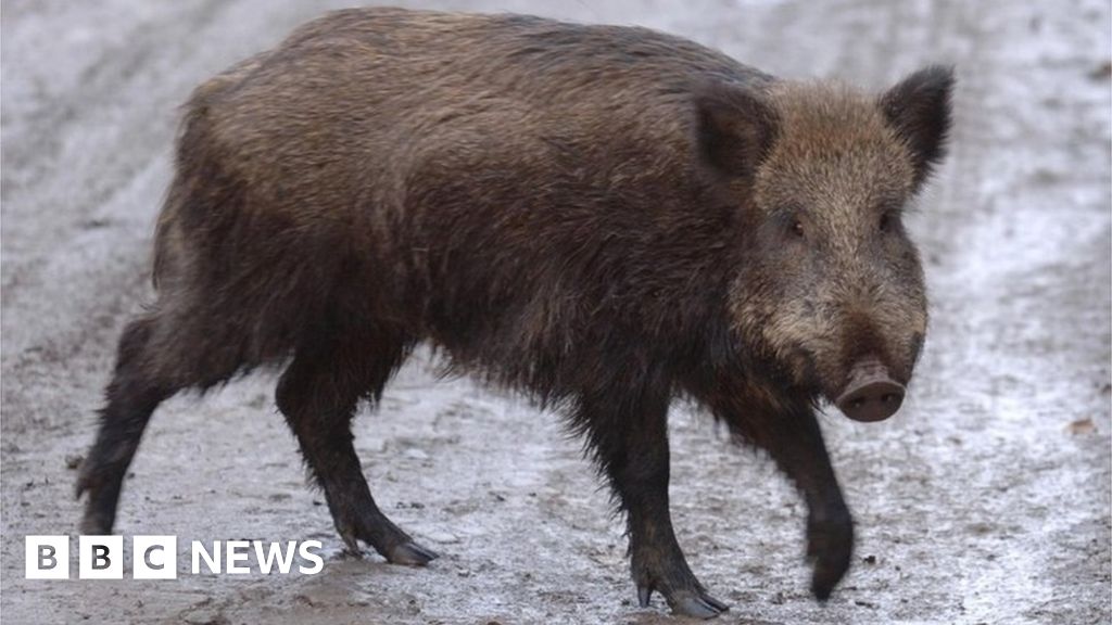 National Trust plans to cull wild boar on Stourhead estate