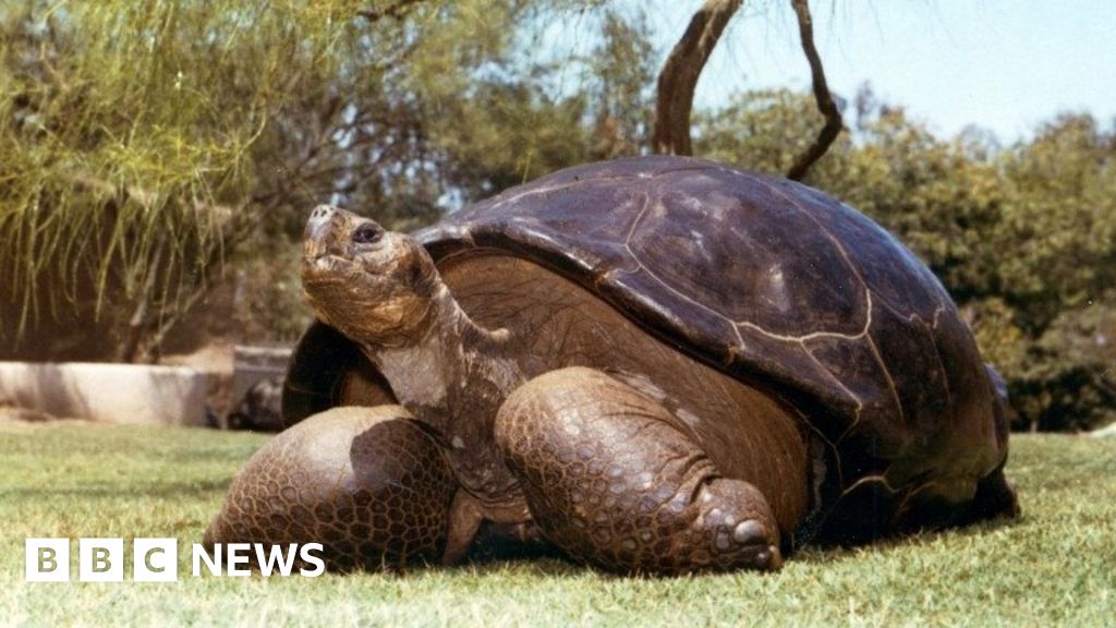 Galapagos tortoise, aged 150, put down in California - BBC News