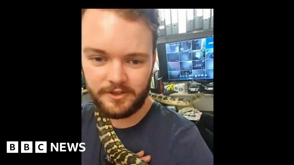 Dumped 6ft python finds a new home - BBC News