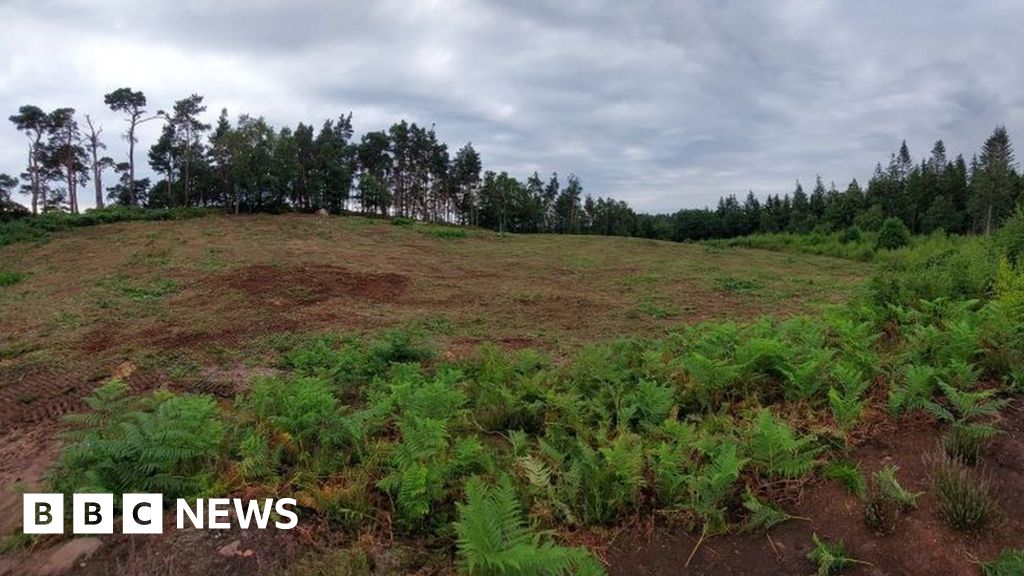 Tree felling plan to protect Nesscliffe Hillfort site - BBC News