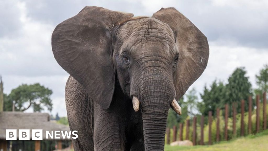 Sutton the elephant moves from West Midland Safari Park to zoo
