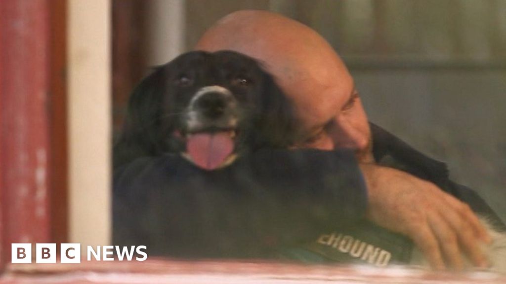 'My dog saved my life', says PTSD sufferer - BBC News