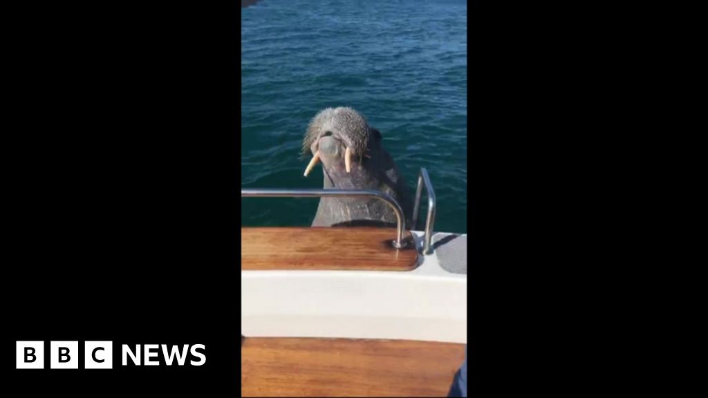 Wally the Walrus spotted in the Isles of Scilly - BBC News
