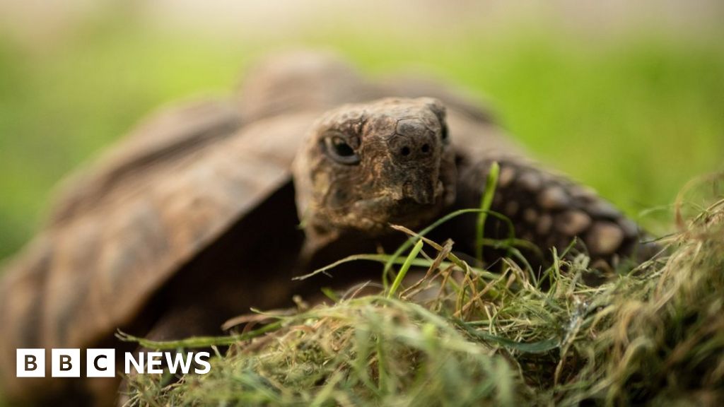Covid travel restrictions 'may put tortoises in danger' - BBC News