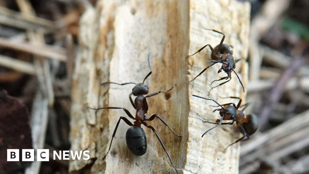 Carbon-capturing wood ants under threat from invasive plant - BBC News