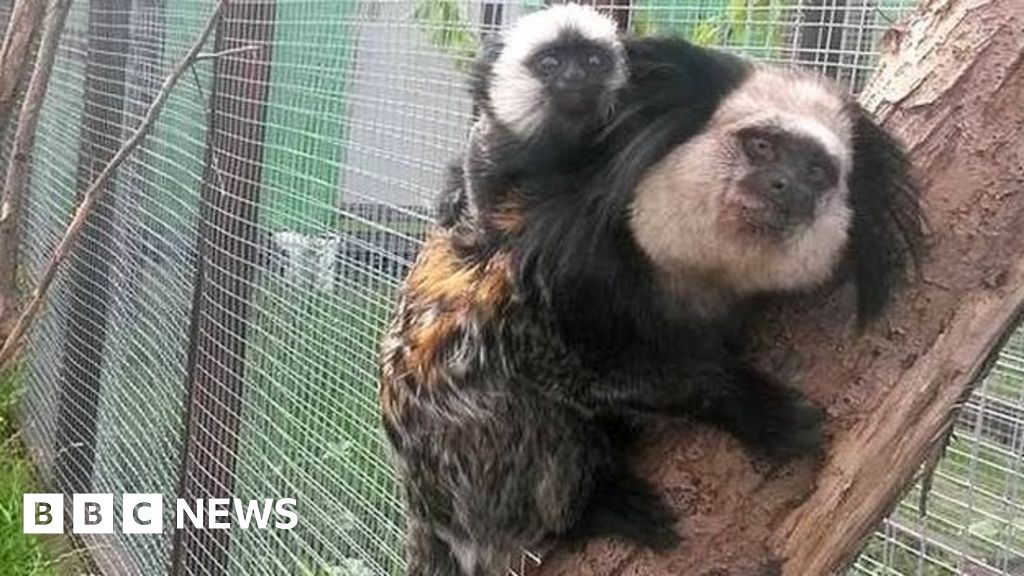 Fen Bell Inn's beer garden zoo pulls in the punters - BBC News
