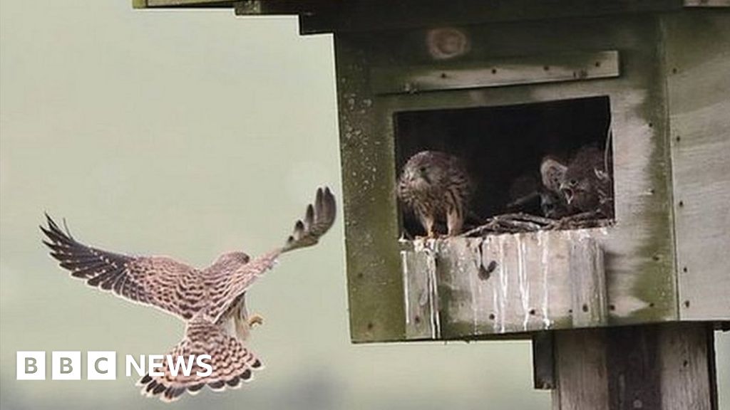 North Devon volunteers install nest boxes for kestrels - BBC News