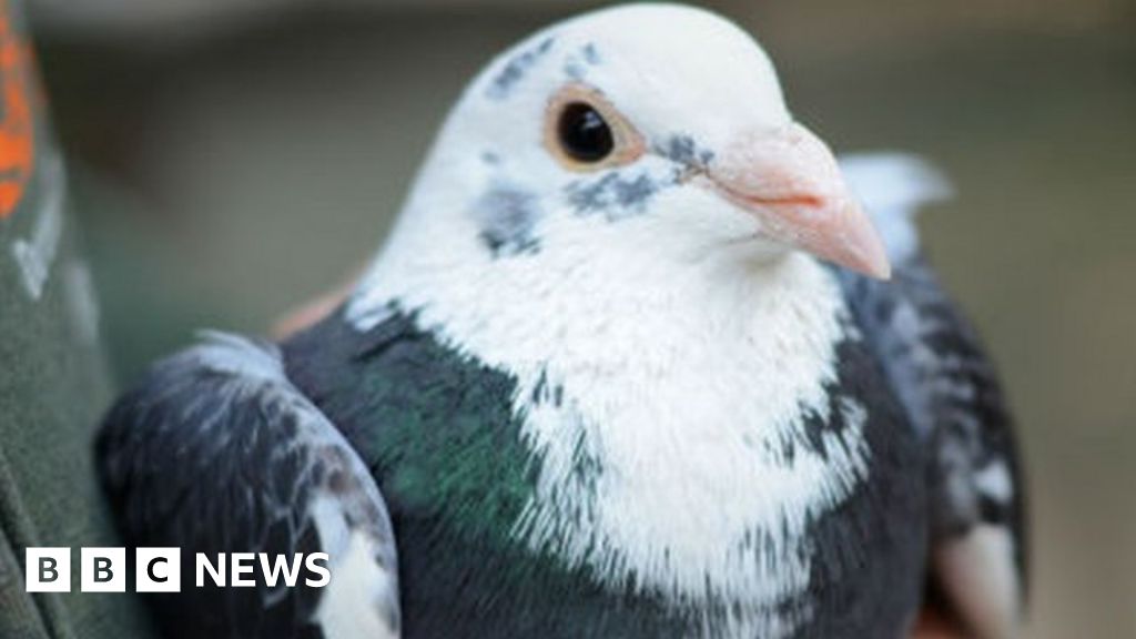 Racing pigeon plummets out of sky into zoo after attack - BBC News