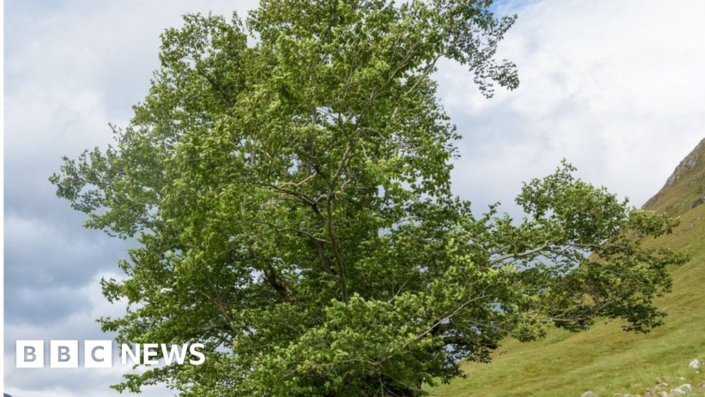 Revealed: Scotland's tree of the year finalists - BBC News