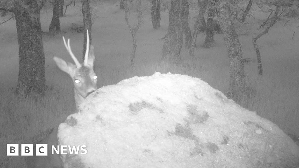 Rock on: Woodland animals drawn to mossy boulder - BBC News