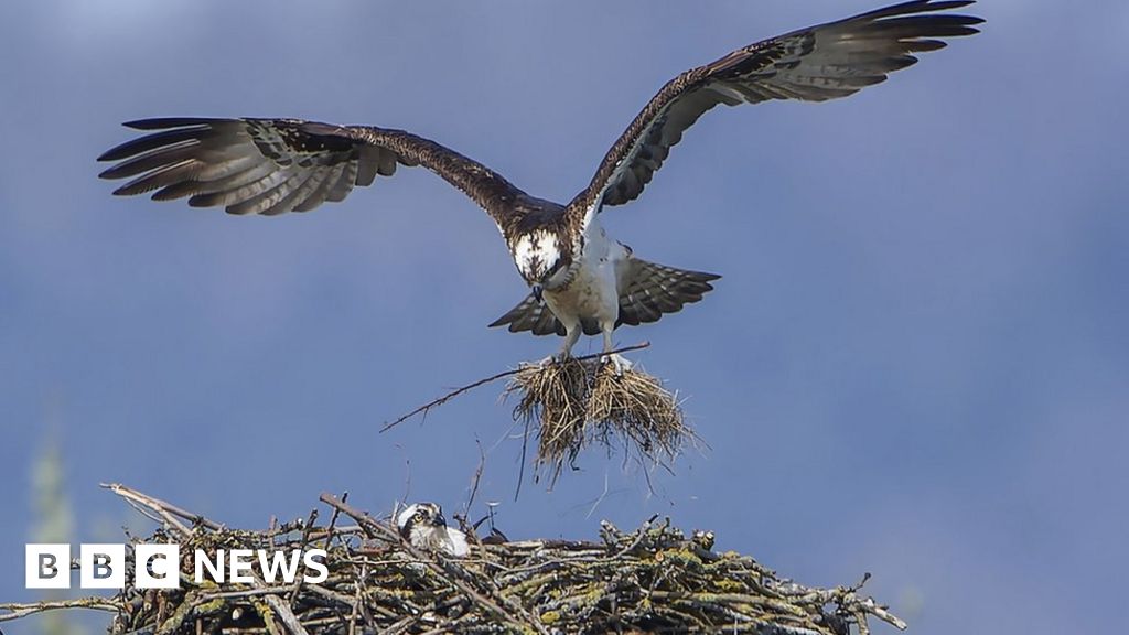 Rutland Osprey Project sees 250th chick fledge - BBC News