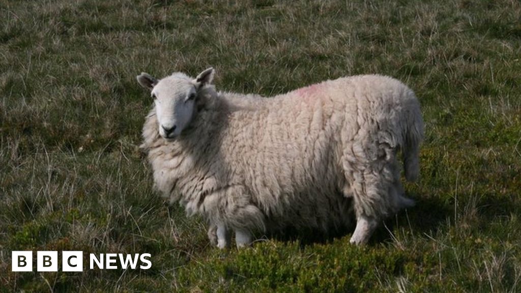 Number of dog attacks on sheep shocking, says Manx farmers union