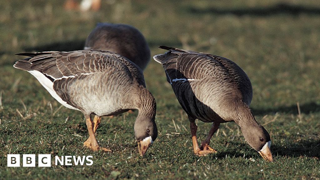 RSPB tags rare geese at Ynyshir reserve due to decline - BBC News