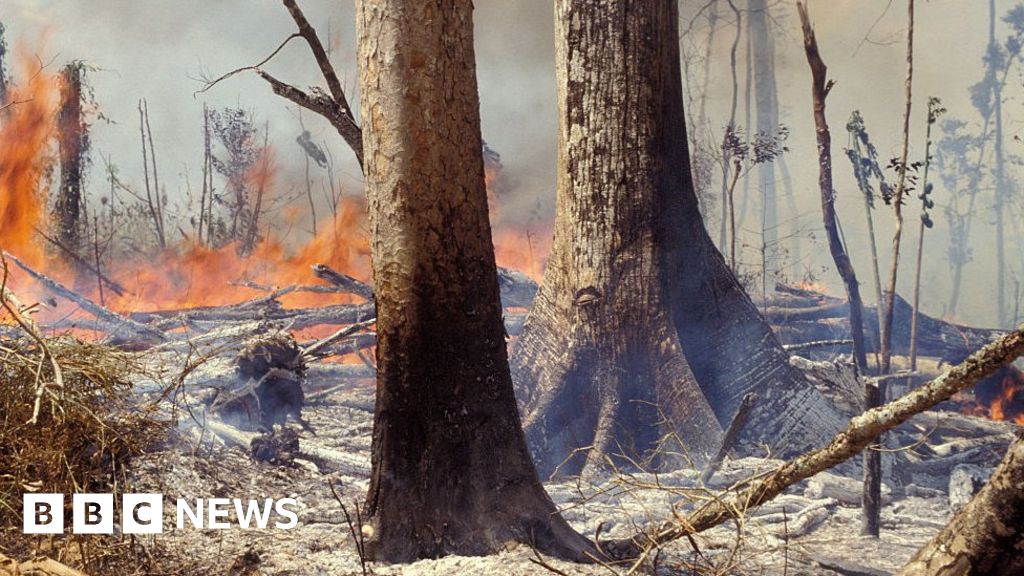 Two-fifths of plants at risk of extinction, says report - BBC News