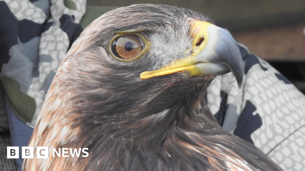 South of Scotland golden eagle population reaches new heights - BBC News