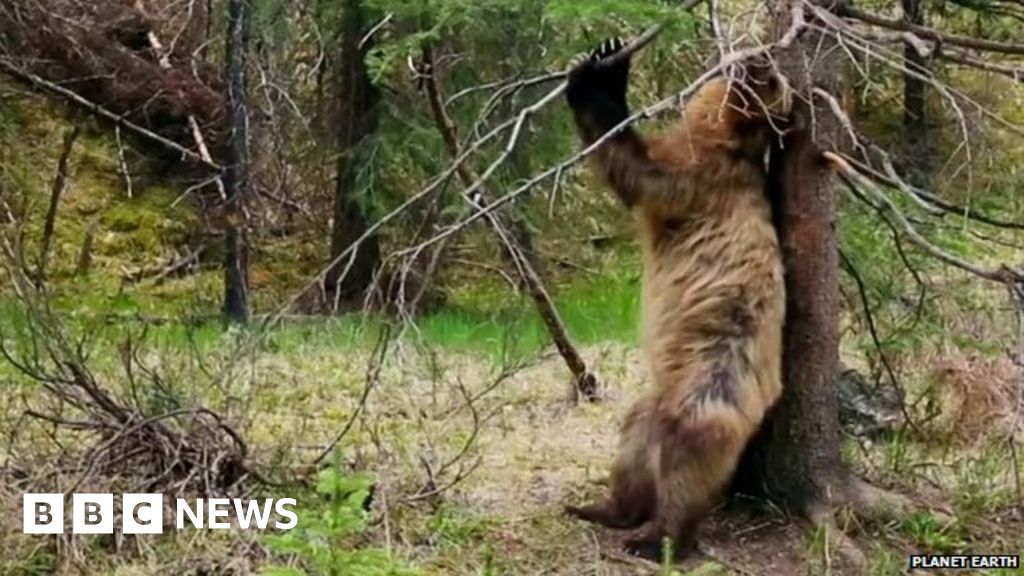 Watching the scratching bear is good for you - BBC News