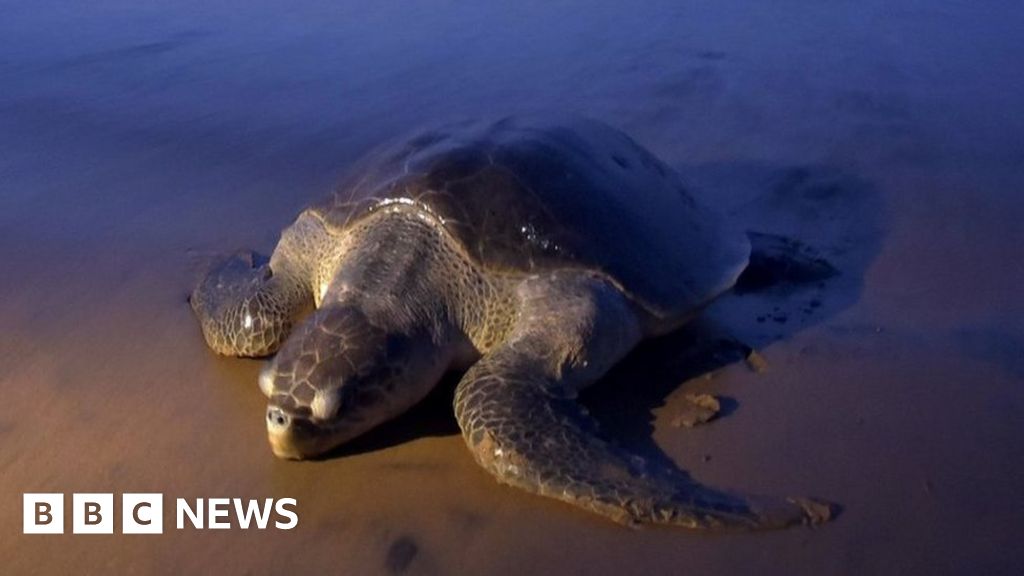 In pictures: India's sea turtles return home to breed - BBC News