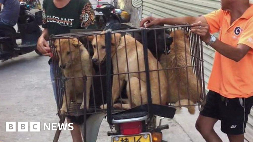 Is it okay to eat dogs? - BBC News