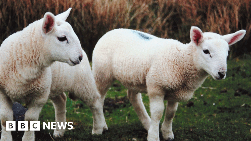 'Europe's largest' sheep sale held at Lairg - BBC News