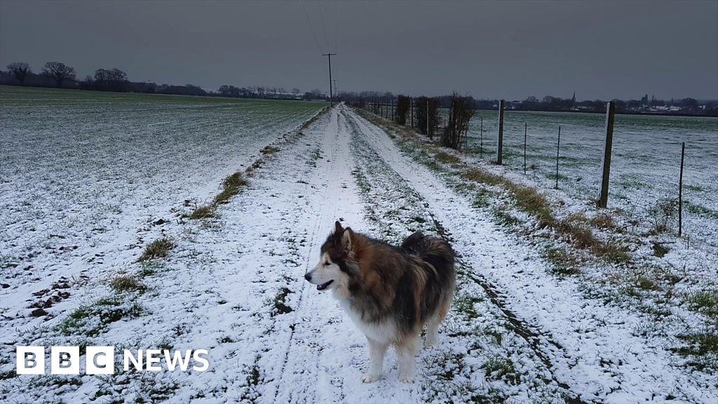 Animals enjoy East of England snowfall - BBC News