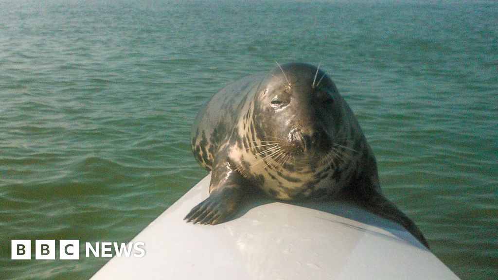 Seal hitches ride on Suffolk rower's boat - BBC News