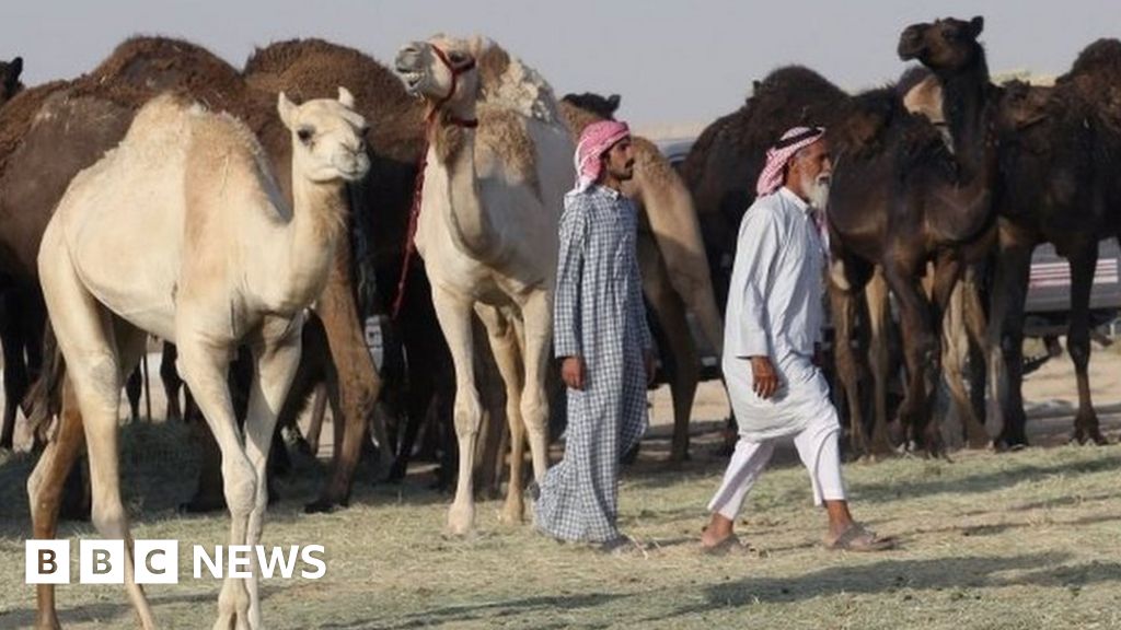 Qatar camels caught up in Gulf crisis - BBC News