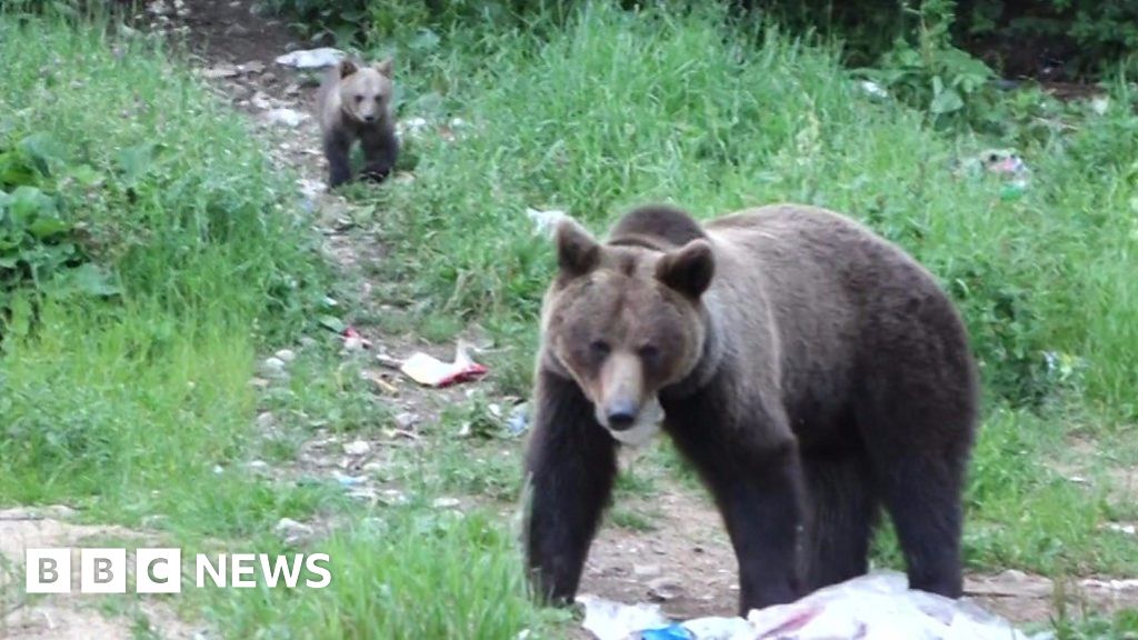 Hungry bears scavenge for food in Romanian town - BBC News
