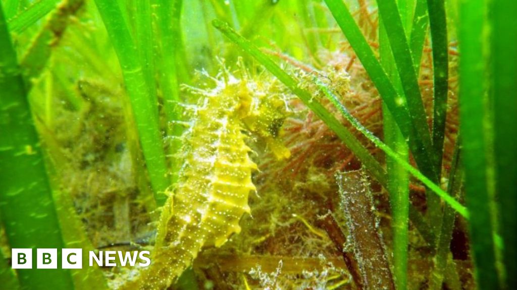 Seahorse discovered in Studland Bay for first time in three years