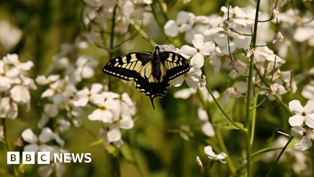 Strumpshaw Fen: Swallowtail butterfly thrills enthusiasts - BBC News