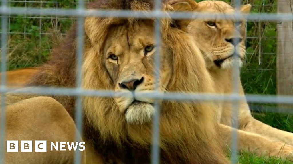 Borth Wild Animal Kingdom: Lions and lynx to be rehomed