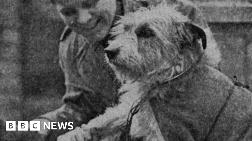 Lincoln dog that raised thousands for charity to get statue - BBC News