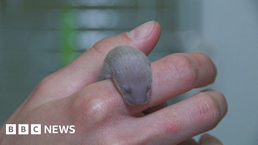 Tiny orphaned weasel found in Newcastleton on the mend - BBC News
