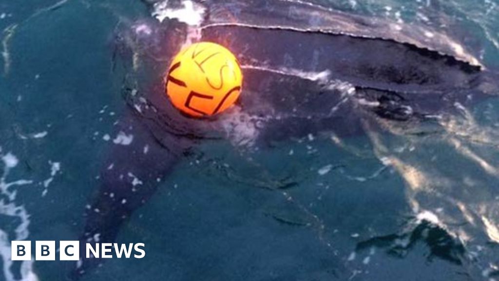 Leatherback turtle freed from rope and buoy by Orkney fishermen - BBC News